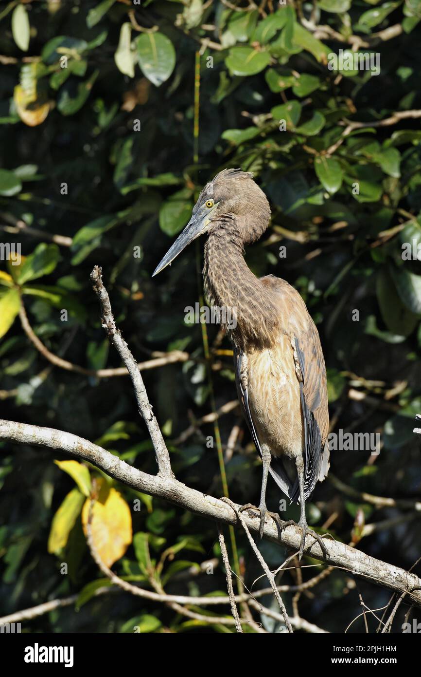 Great-billed heron (Ardea sumatrana) immature, standing on branch ...