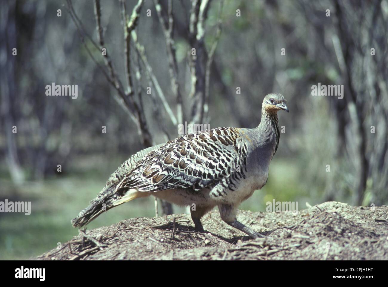 Mallee fowl nest hi-res stock photography and images - Alamy