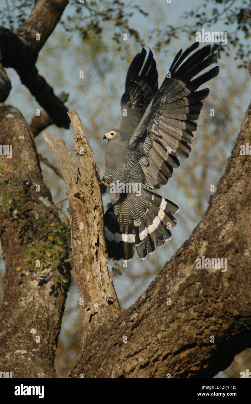 Harrier-hawk, african harrier-hawks (Polyboroides typus), Snake ...