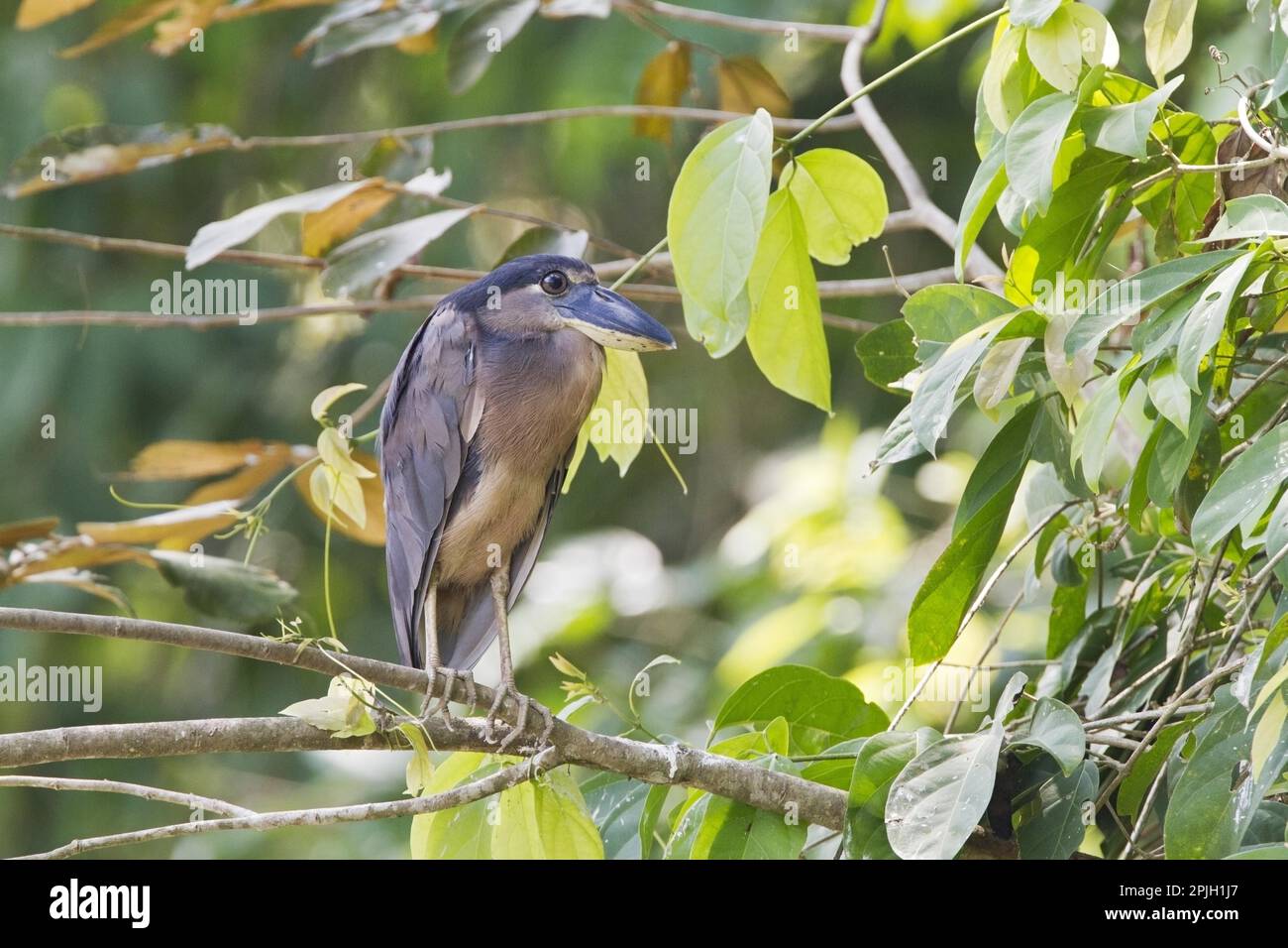 Boat-billed heron (Cochlearius cochlearius), Boat-billed Heron, Herons ...