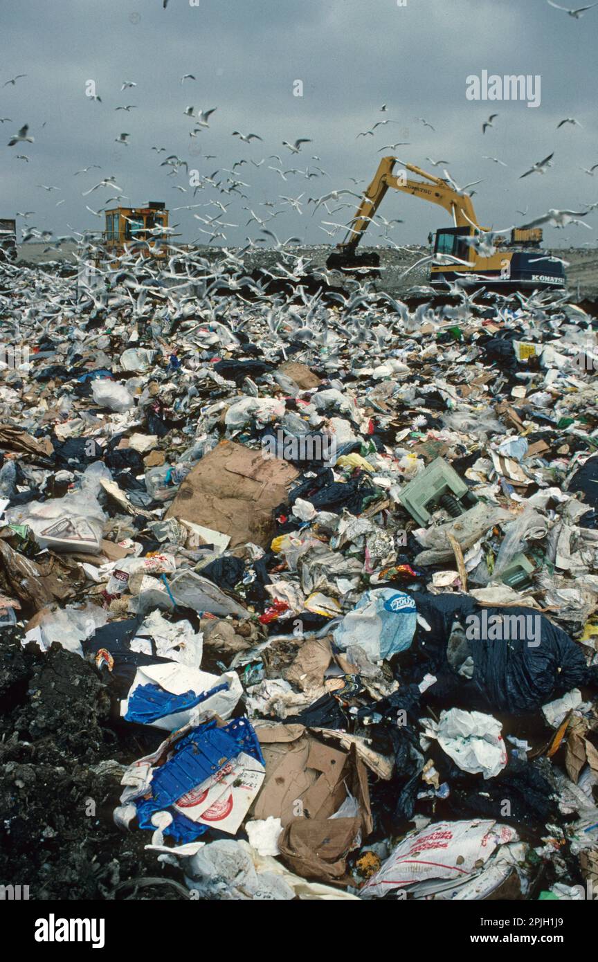 Gulls feeding at refuse tip, Rainham, Essex, England, United Kingdom ...
