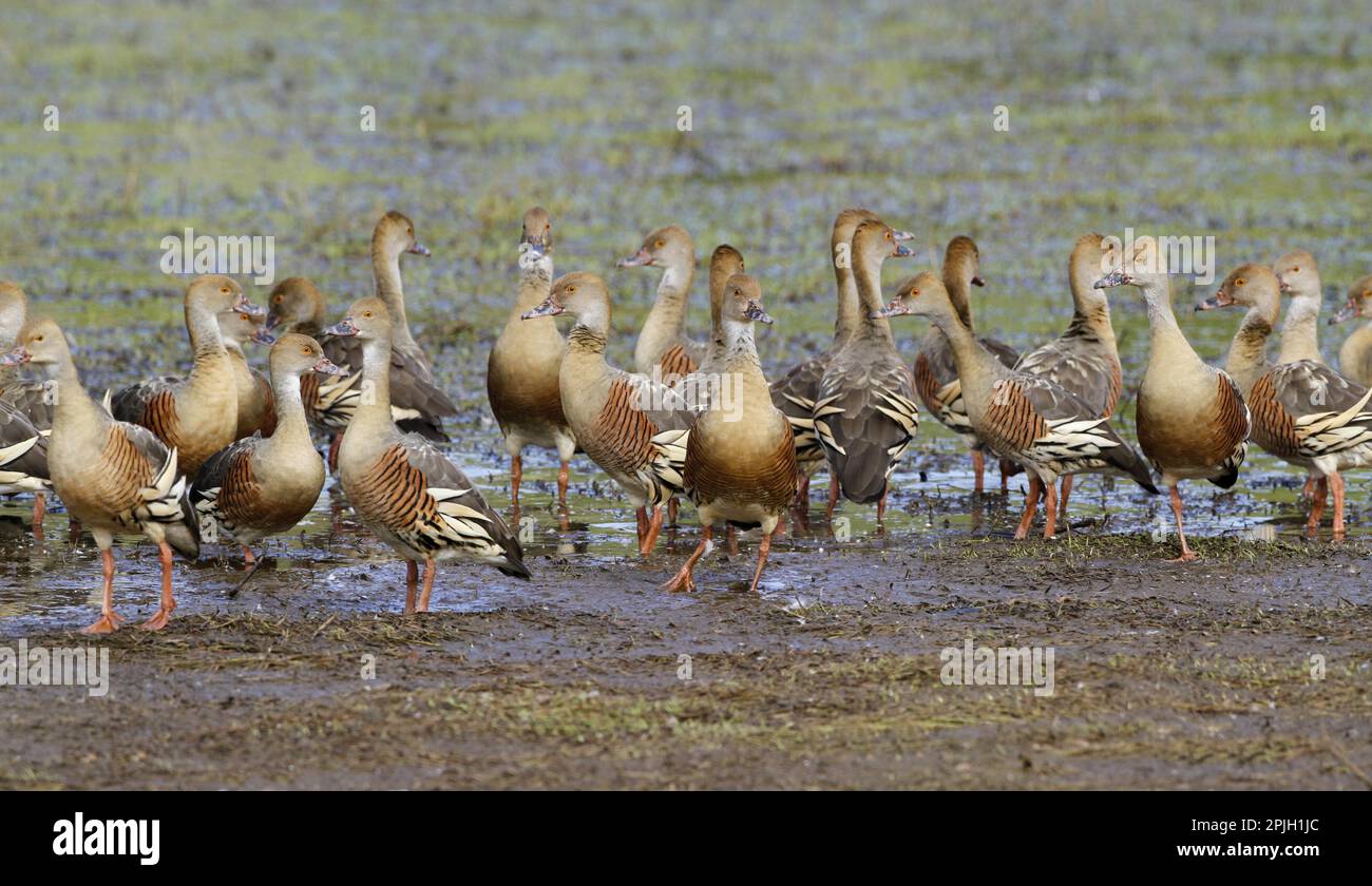 Plumed whistling duck (Dendrocygna eytoni), Yellow-footed Whistling ...