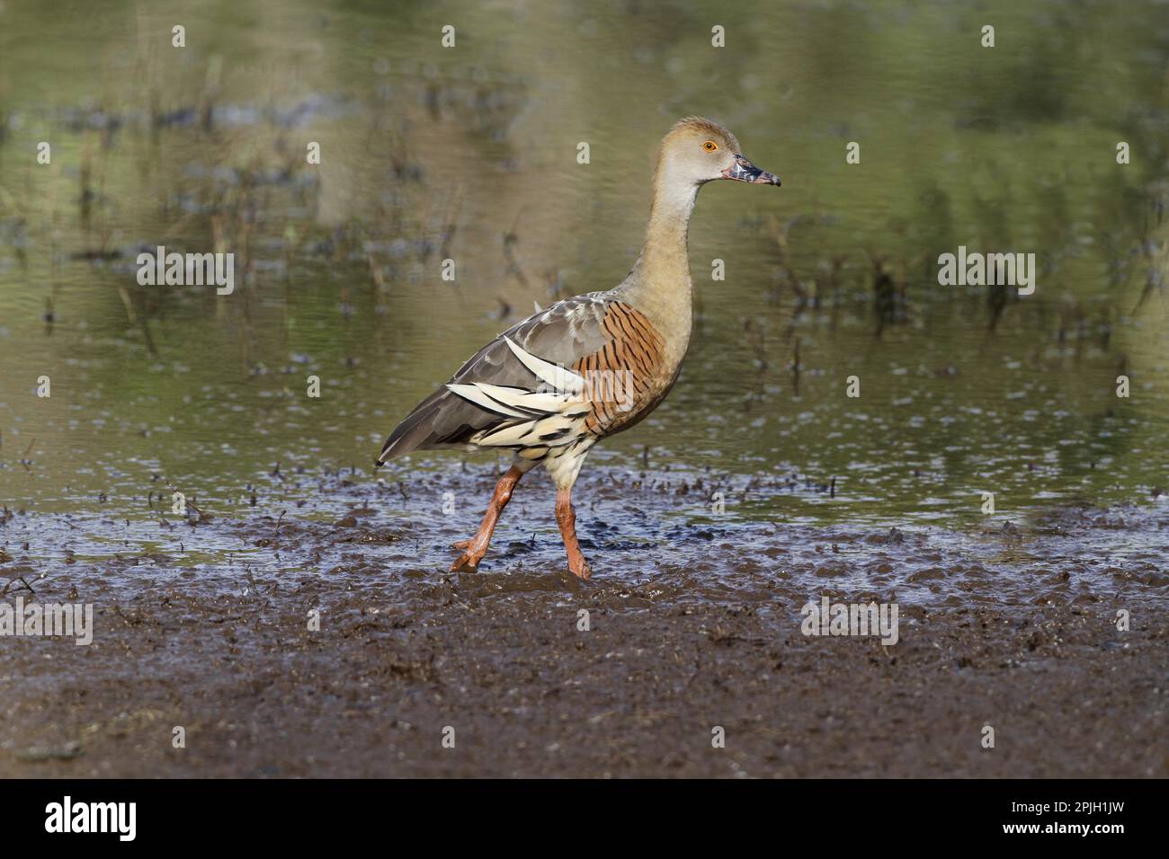 Plumed whistling duck (Dendrocygna eytoni), Yellow-footed Whistling ...