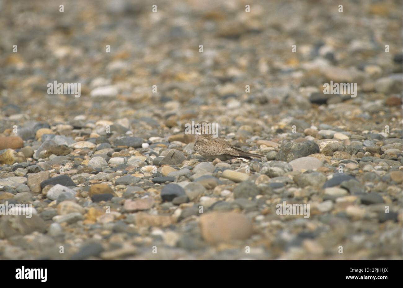 River nightjars hi-res stock photography and images - Alamy