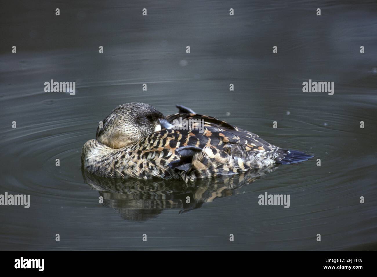 White-backed Duck, White-backed Duck, White-backed Duck, White-backed ...