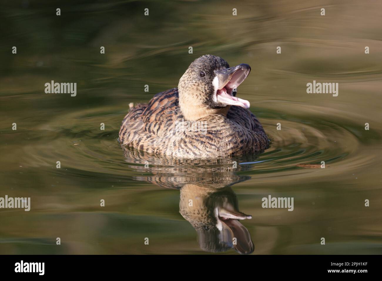 White-backed Duck, White-backed Duck, White-backed Duck, White-backed ...