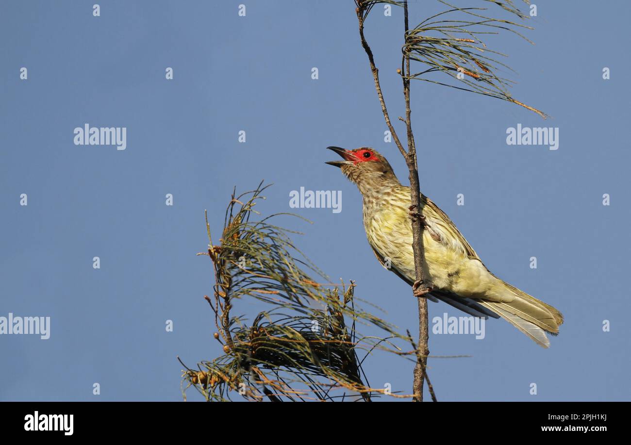 Timor fig oriole, Timor fig oriole, Timor fig oriole, fig oriole ...