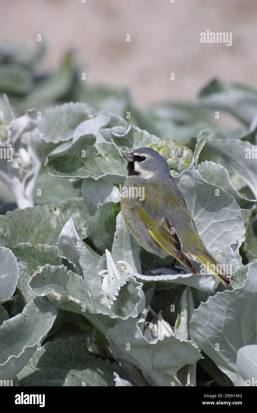 Black Throated Finch, Songbirds, Animals, Birds, Finches, Black ...