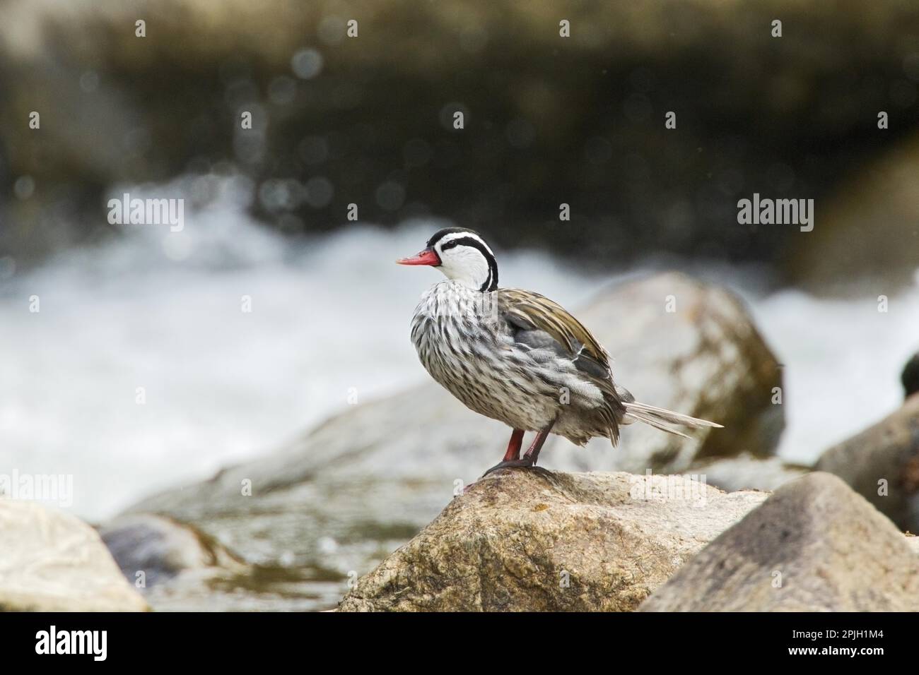 Andes duck hi-res stock photography and images - Alamy