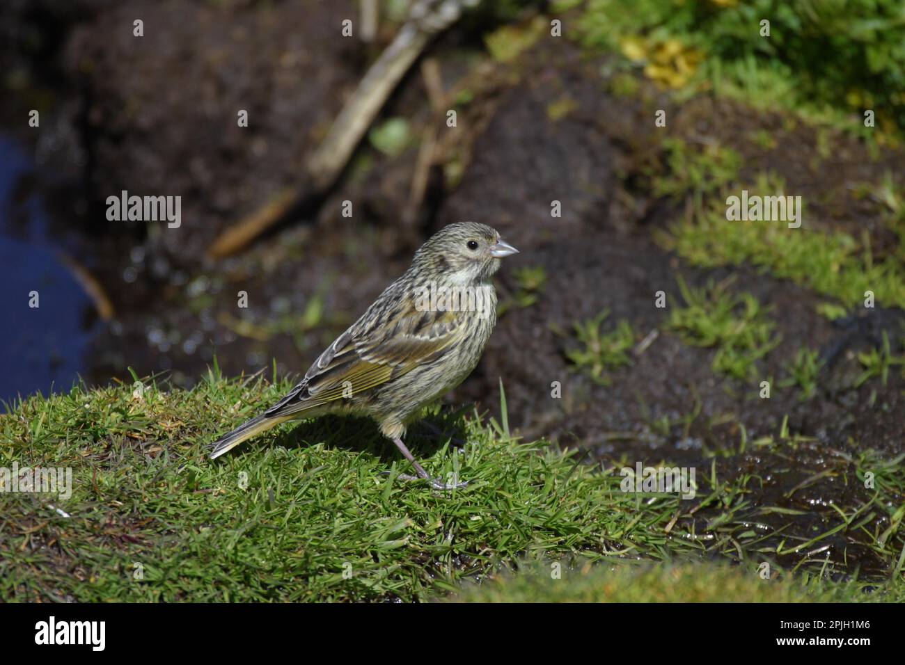 Black-throated Finch, songbirds, animals, birds, finches, Black ...