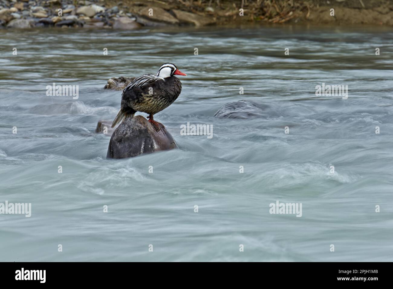 Torrent duck (Merganetta armata), adult male, standing on a rock in the ...