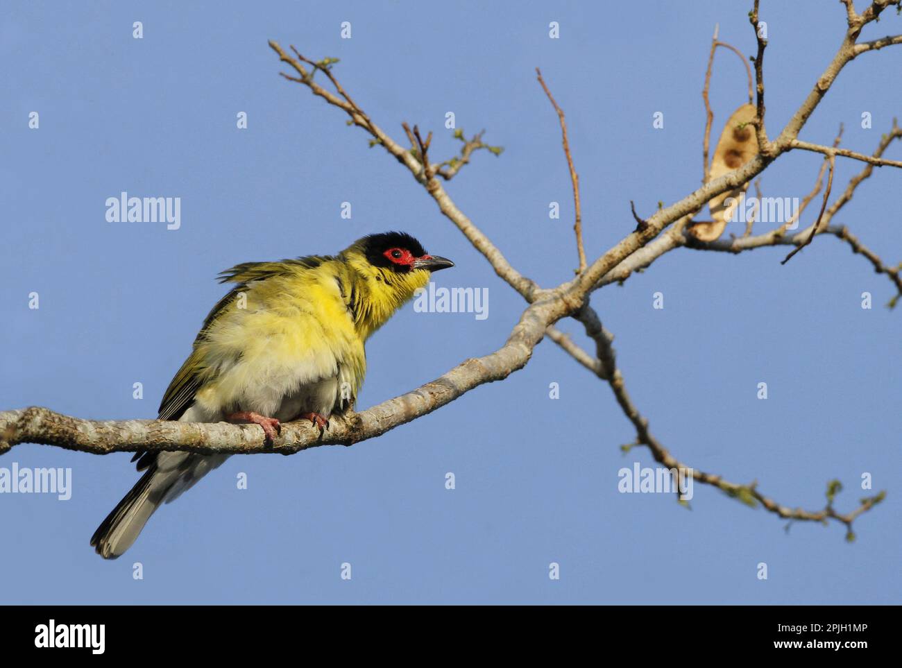 Sphecotheres flaviventris, Northern Figbird, Northern Figbird ...