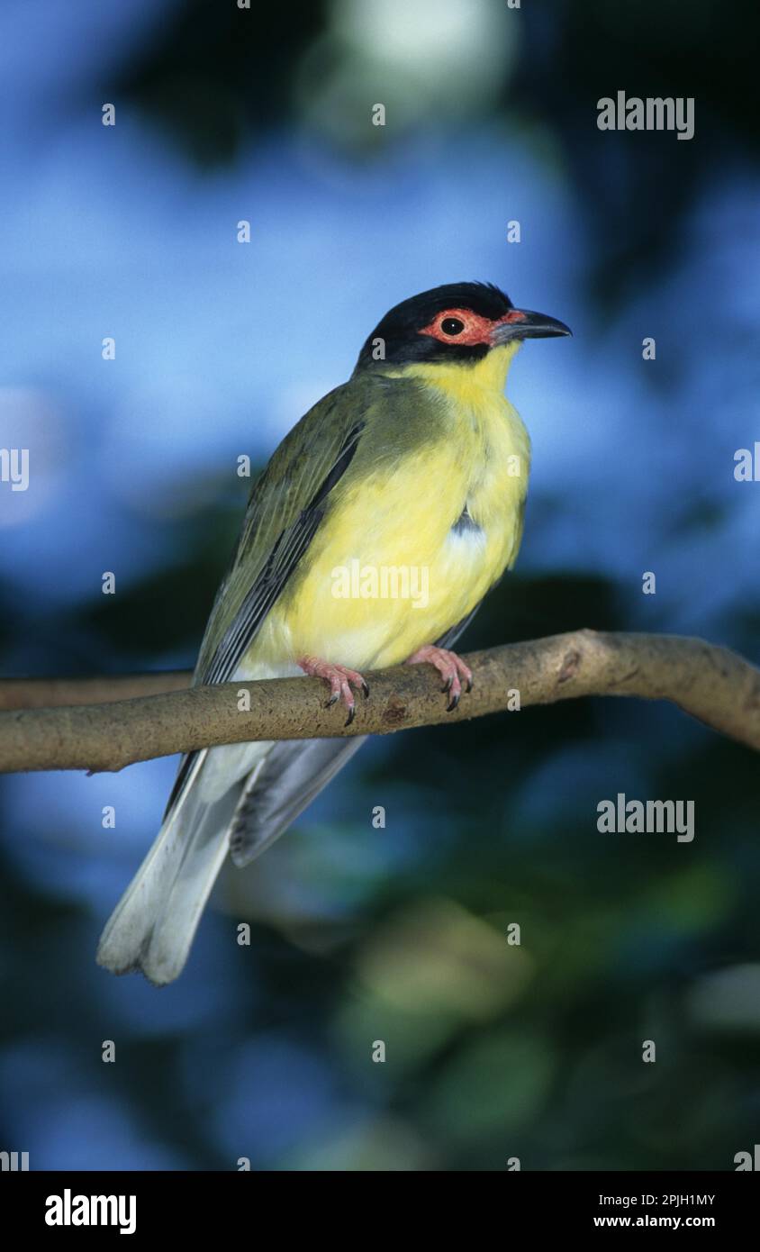 Sphecotheres flaviventris, Northern Figbird, Northern Figbird ...