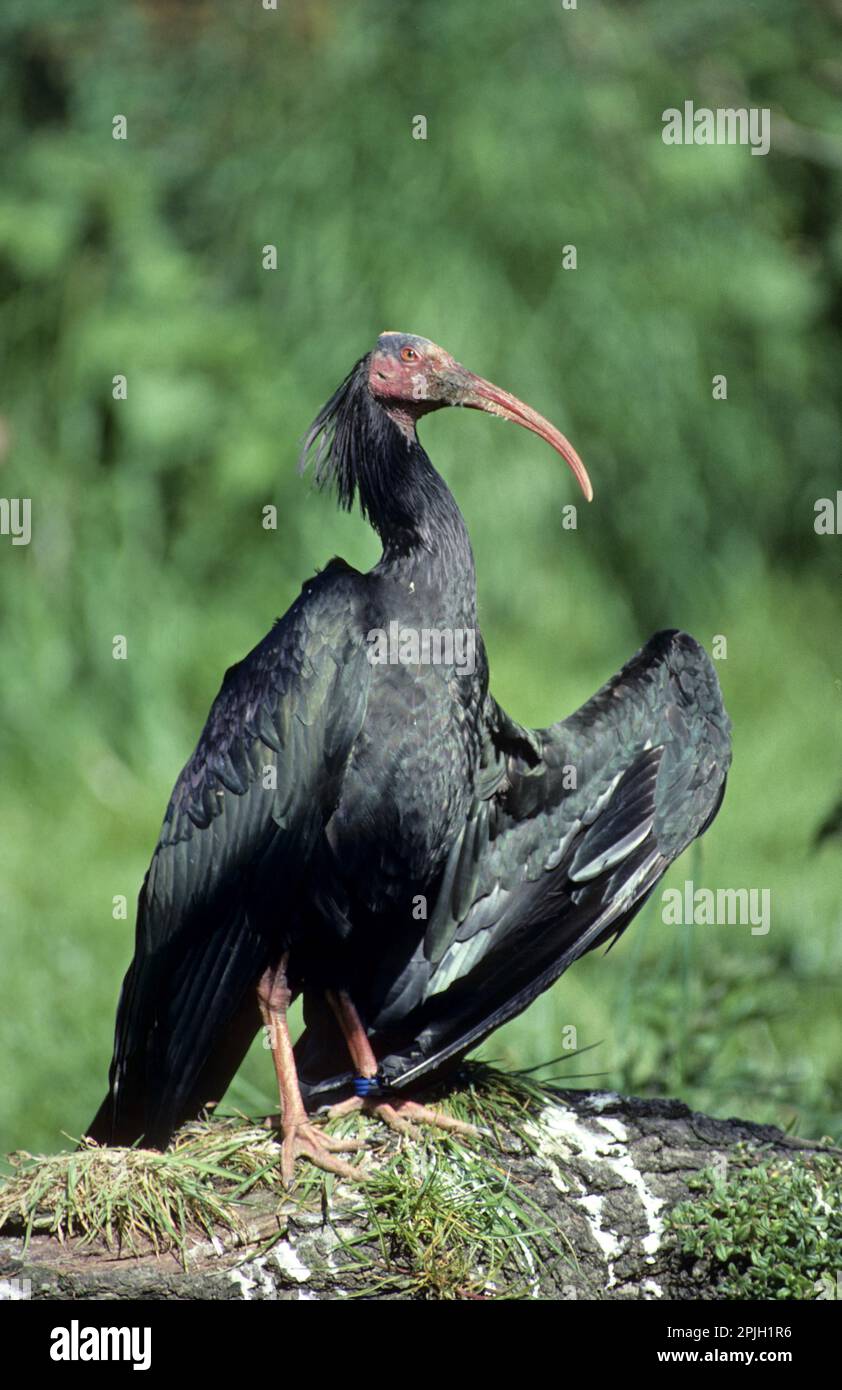 Bald Ibis, northern bald ibis (Geronticus eremita), Crested Ibis ...