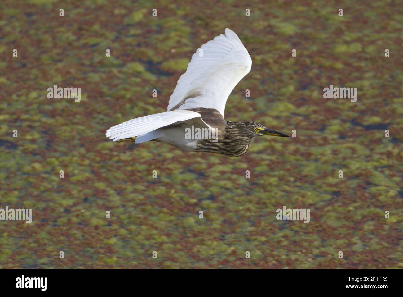 Indian indian pond heron (Ardeola grayii) adult, non-breeding plumage ...