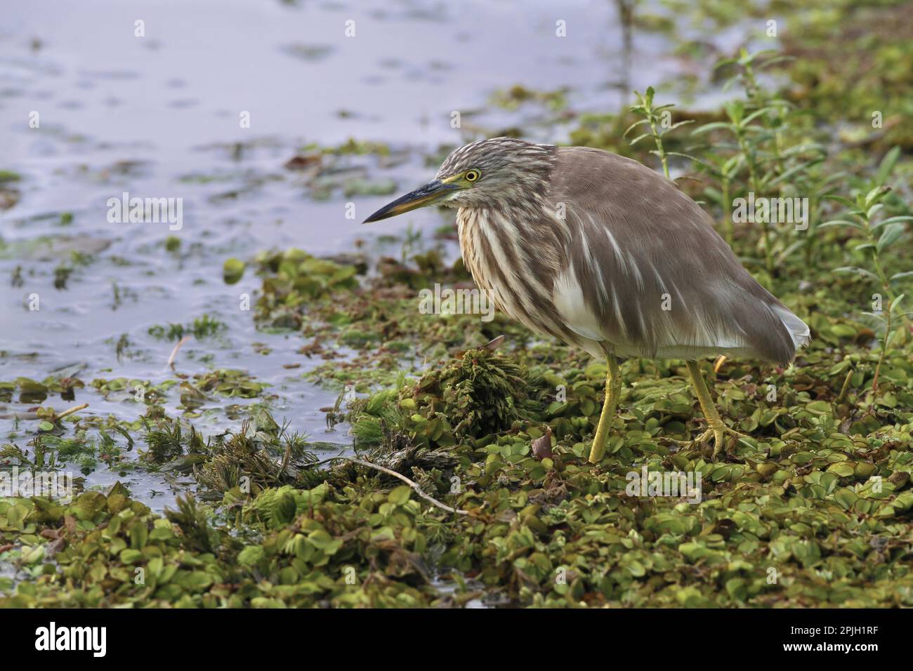 Indian indian pond heron (Ardeola grayii) adult, non-breeding plumage ...