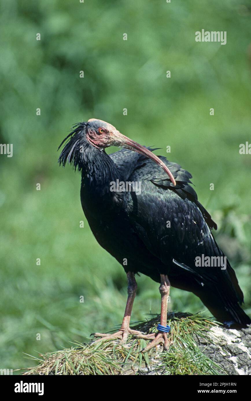 Bald Ibis, northern bald ibis (Geronticus eremita), endangered species ...