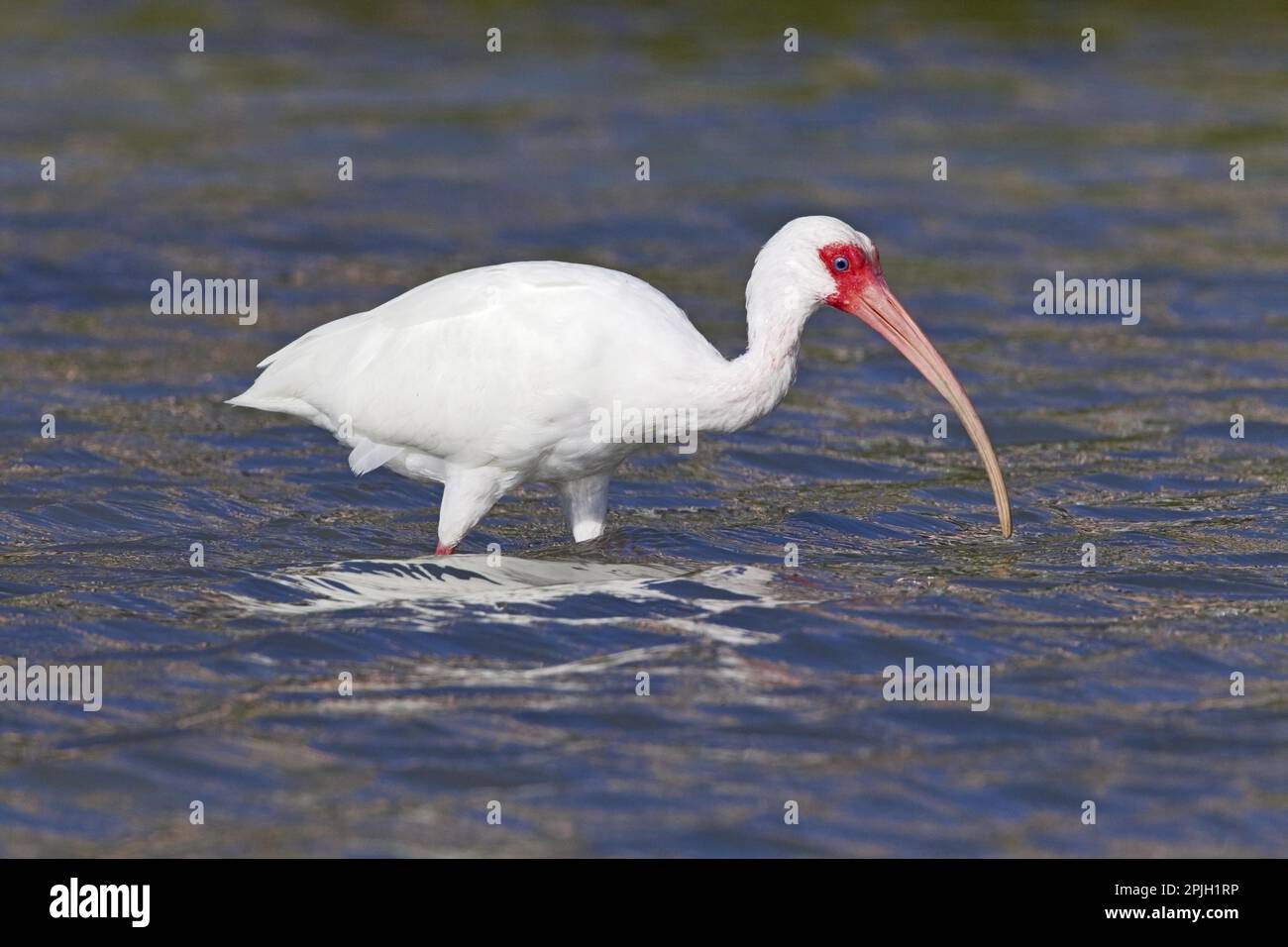American white american white ibis (Eudocimus albus) adult, running in ...