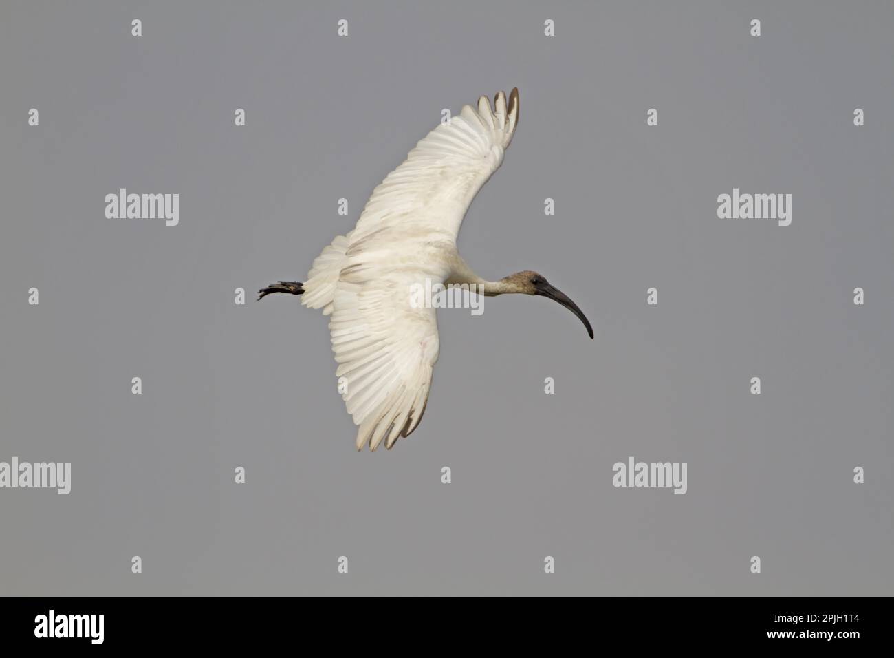 Black-headed ibis (Threskiornis melanocephalus), juvenile, on the run ...
