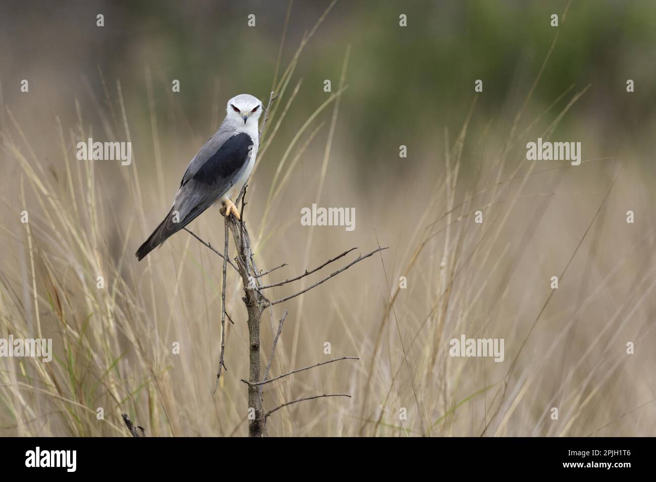 Adult Black Kite (Elanus caeruleus vociferus) sitting on a branch ...