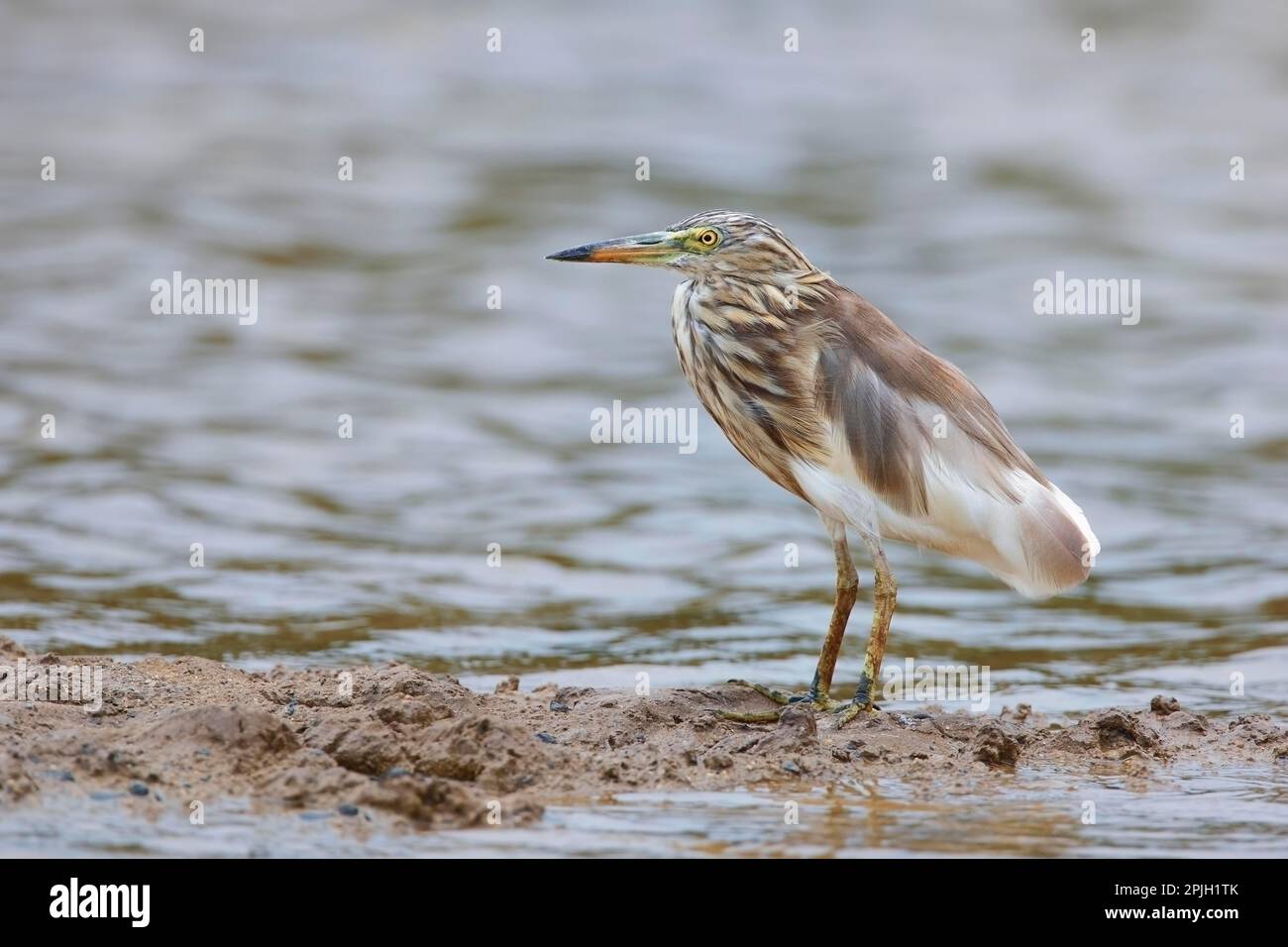 Indian pond heron breeding plumage hi-res stock photography and images ...