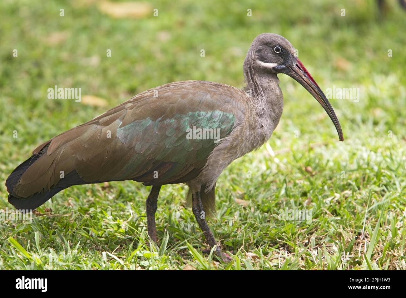 Hagedashi ibis hi-res stock photography and images - Alamy