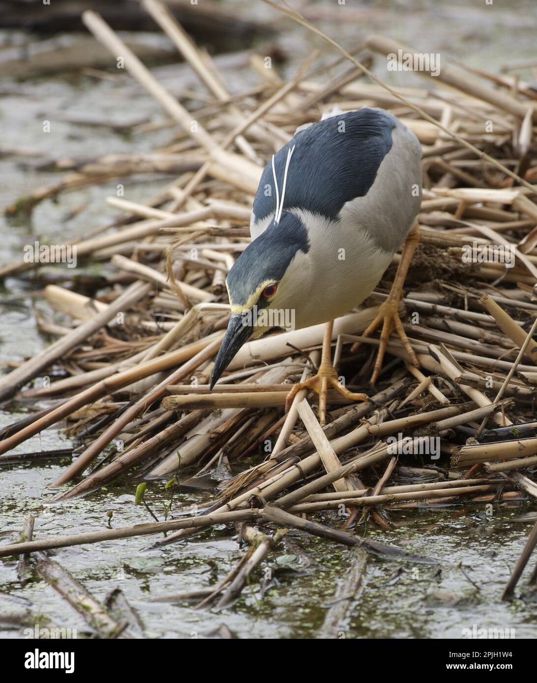 Black-crowned Night-heron (Nycticorax nycticorax) adult, fishing from ...