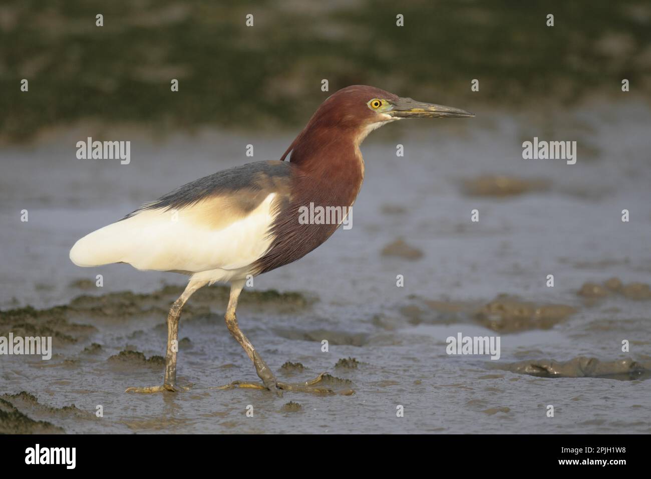 Chinese Pond-heron (Ardeola bacchus) adult, breeding plumage, standing on mudflats, Mai Po ...