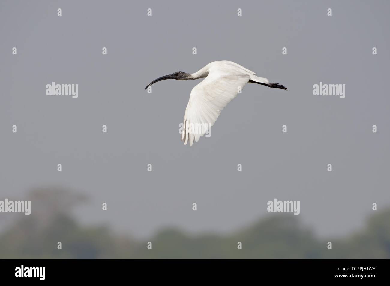 Black-headed ibis (Threskiornis melanocephalus), juvenile, on the run ...