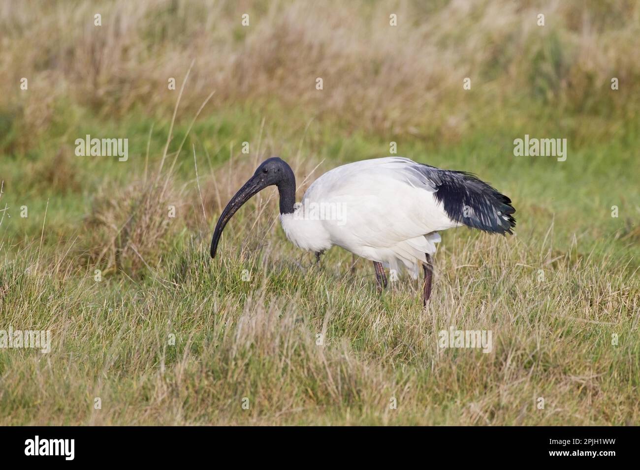 African african sacred ibis (Threskiornis aethiopicus), adult, vagrant ...
