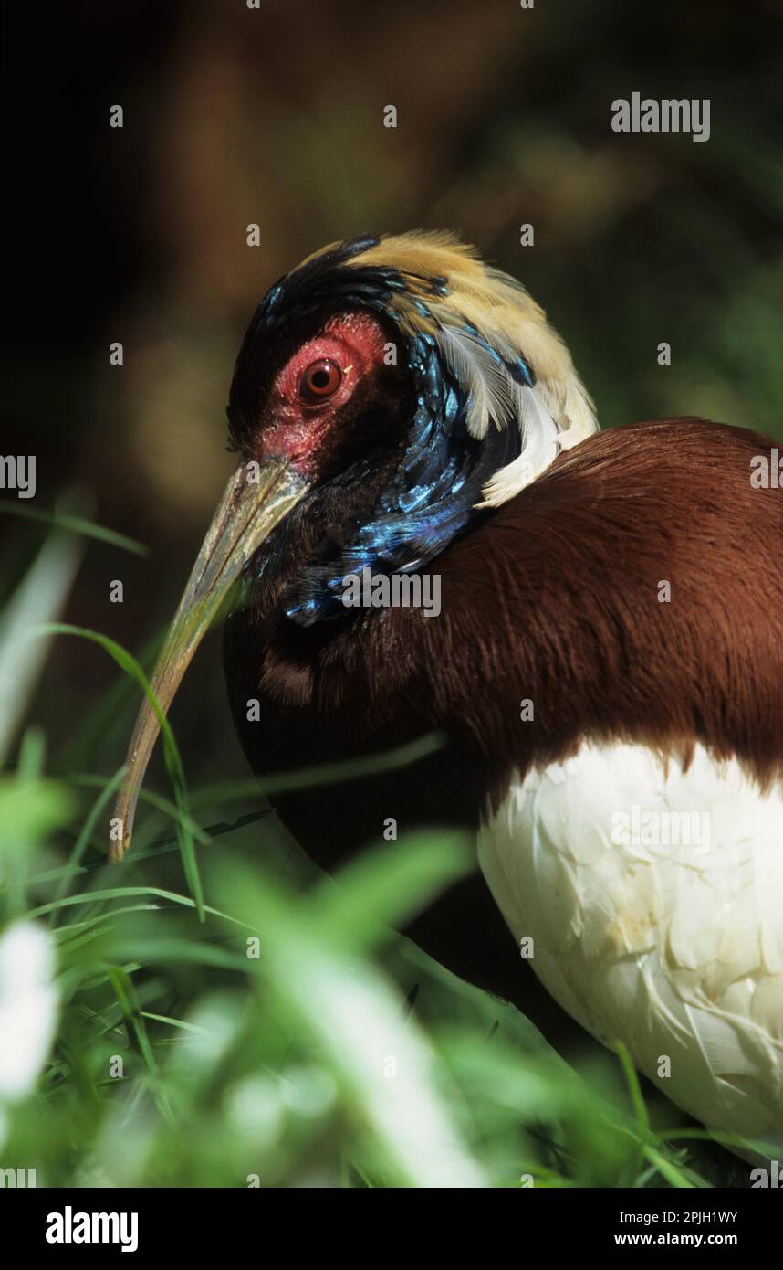 Madagascan ibis, Maned Ibis, Animals, Birds, White-winged Ibis ...