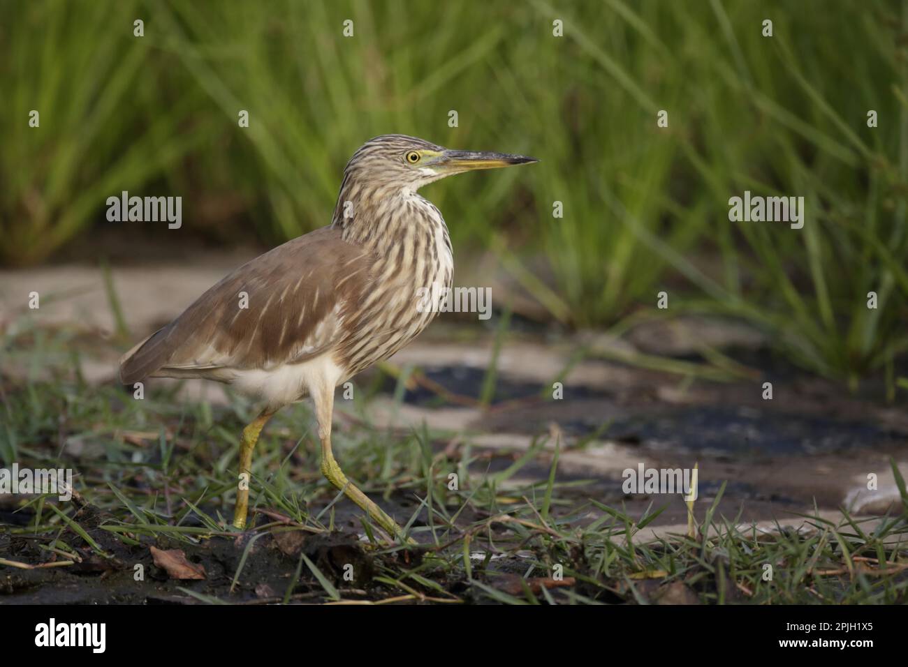 Chinese Pond-heron (Ardeola bacchus) adult, non-breeding plumage ...