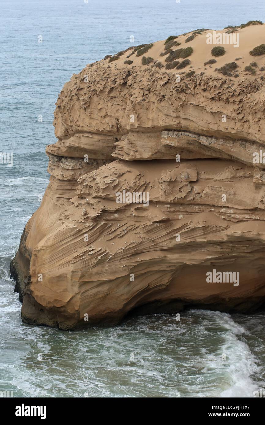 Northern Bald Ibis (Geronticus eremita) colonial nesting site, on ...