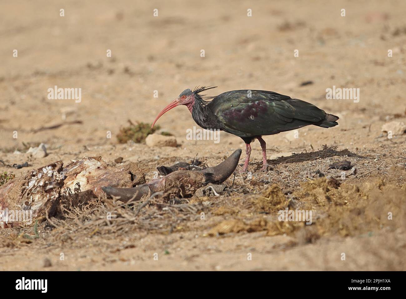 Northern Bald Ibis (Geronticus eremita) adult, foraging beside carrion ...