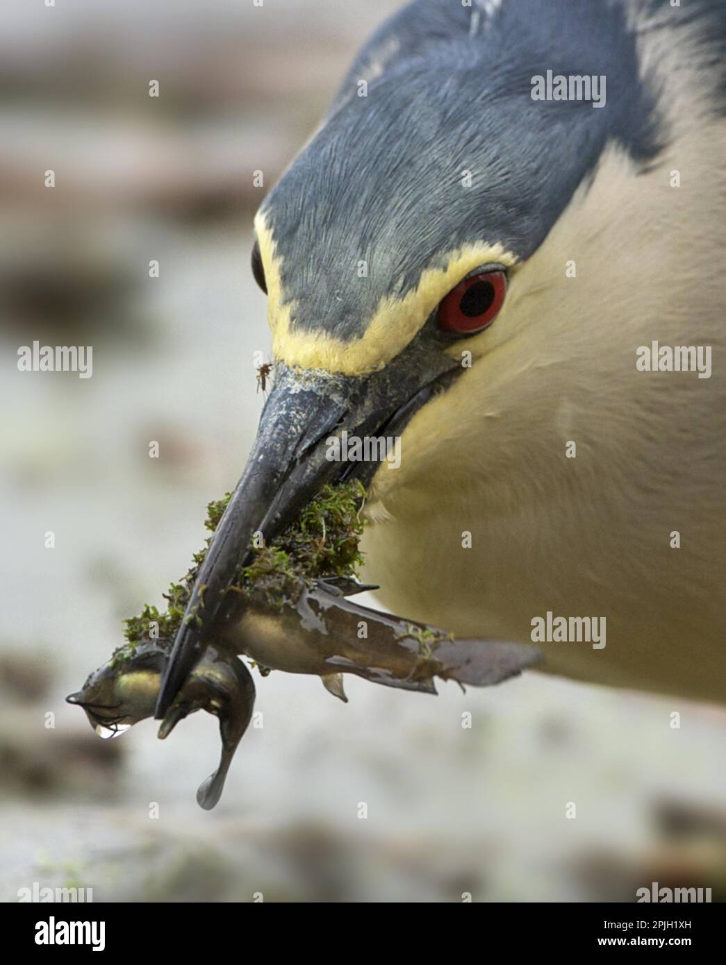 Black-crowned Night-heron (Nycticorax nycticorax) adult, close-up of ...