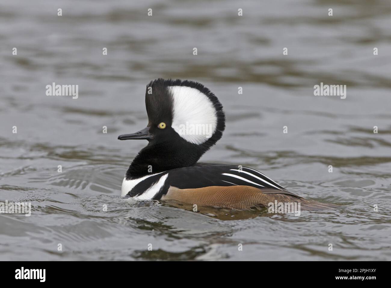 Hooded merganser (Lophodytes cucullatus) adult male, with crest raised ...