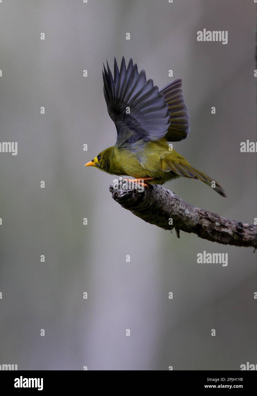 Bell Miner (Manorina melanophrys) adult male, wing stretching, Main ...