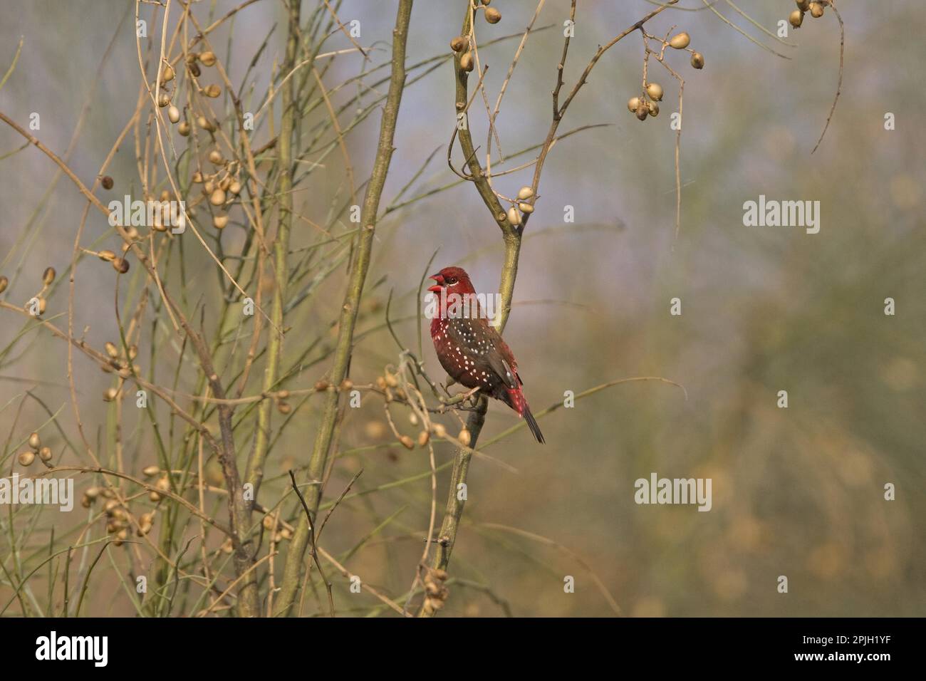Tiger finches hi-res stock photography and images - Alamy