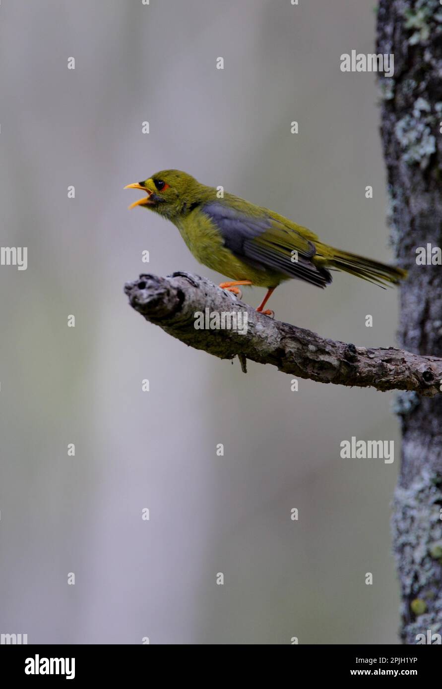 Bell Miner (Manorina melanophrys) adult male, singing, Main Range N. P ...