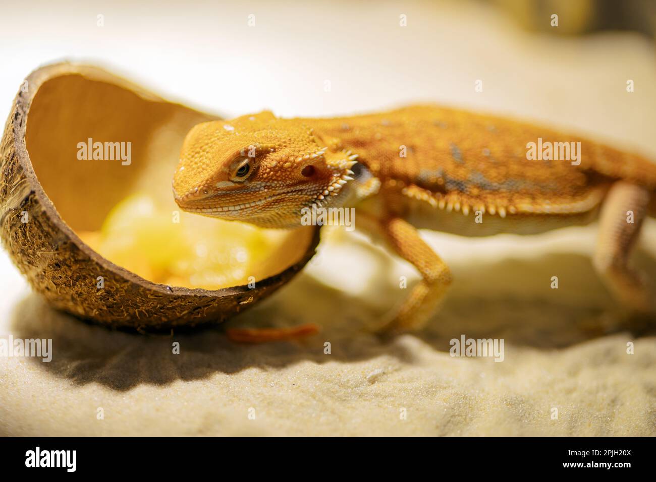Red bearded Agama iguana eating fresh fruits and carrots in terrarium ...