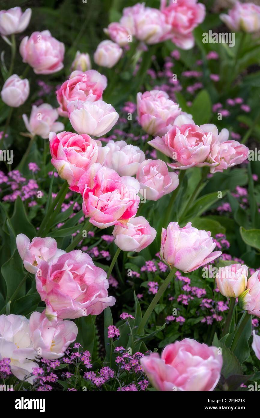 Beautiful Tulipa Angelique in spring Stock Photo - Alamy