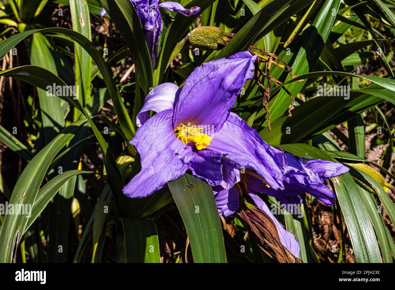 Blue flower in the Sempre VIva Park at Mucuge in Chapada Diamantina ...