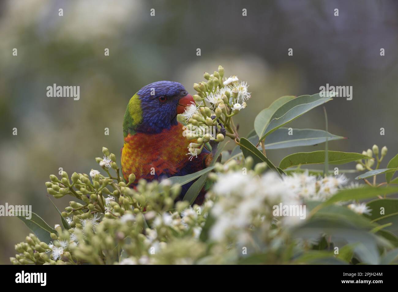 Coconut lorikeet (Trichoglossus haematodus) adult, feeding on flowers ...