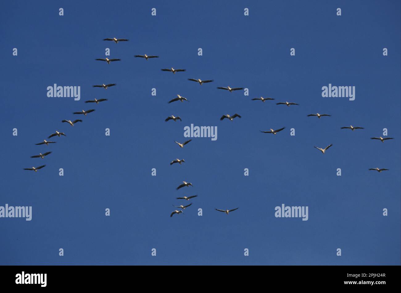 Great white pelicans (Pelecanus onocrotalus), Pelican, Arboreal ...
