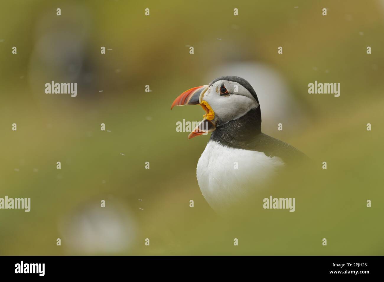 Atlantic puffin (Fratercula arctica) adult, breeding plumage, showing ... Atlantic puffin (Fratercula arctica) adult, breeding plumage, showing ...