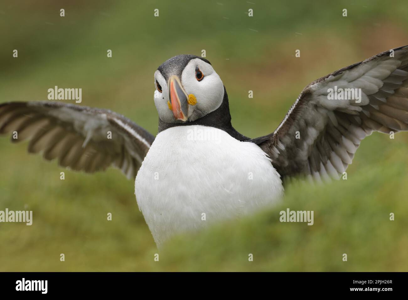 Atlantic puffin (Fratercula arctica) adult, breeding plumage, showing ... Atlantic puffin (Fratercula arctica) adult, breeding plumage, showing ...