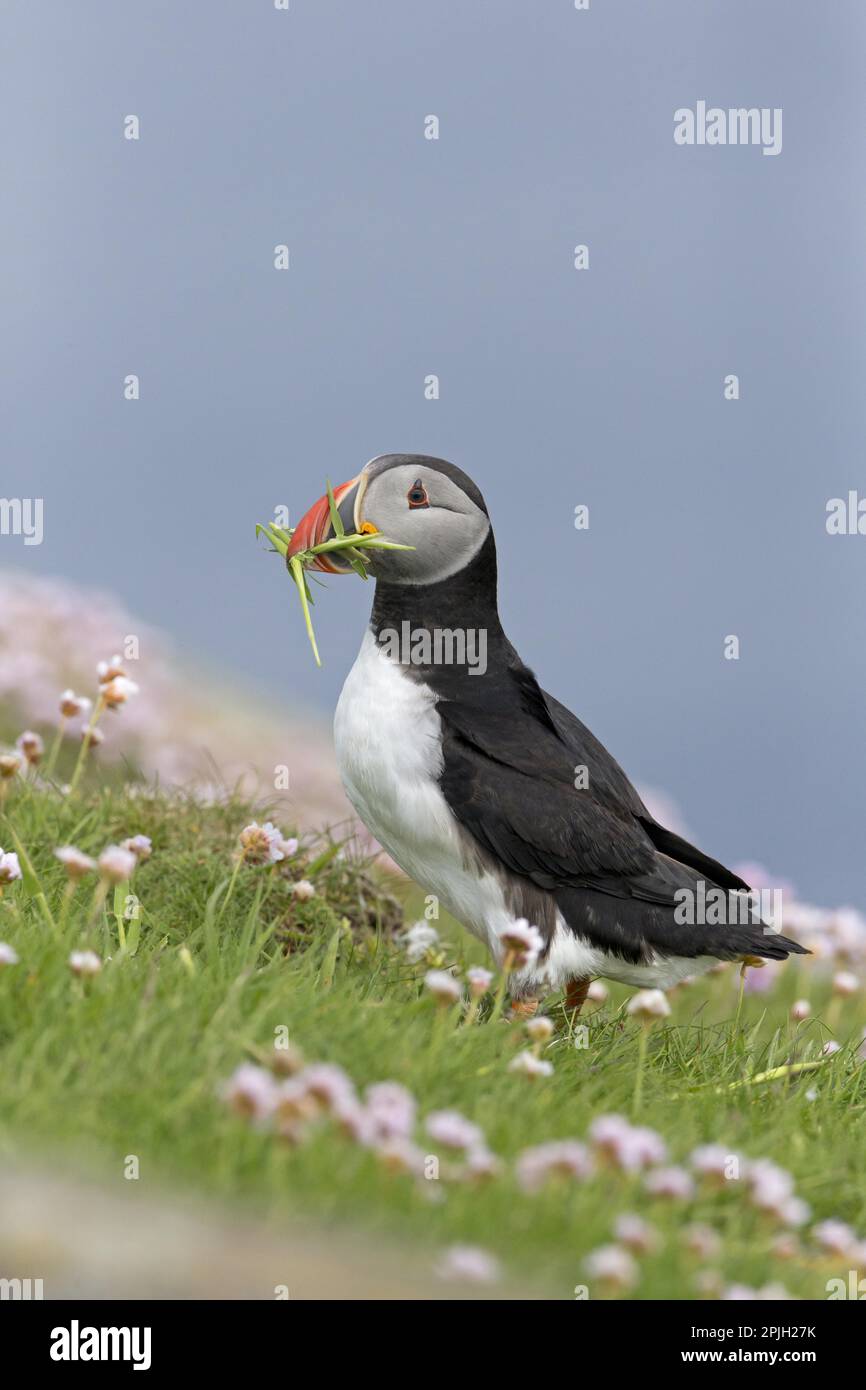 Atlantic Puffin (Fratercula arctica) adult, breeding plumage, with ...