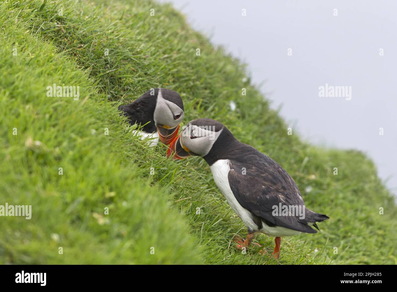Atlantic Puffin (Fratercula arctica) adult pair, breeding plumage, in ...