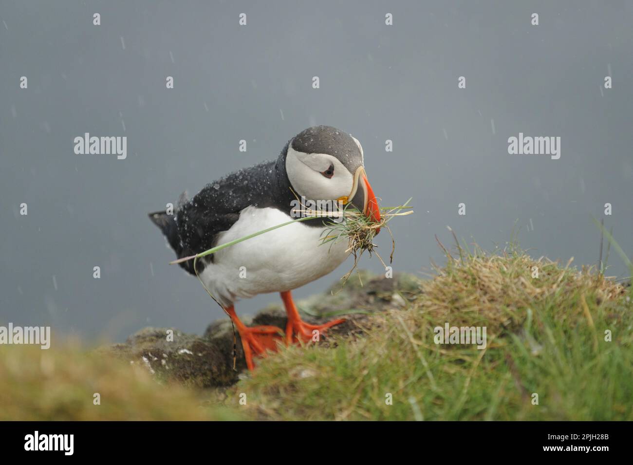 Puffin (Fratercula arctica) adult, breeding plumage, collecting nesting ...