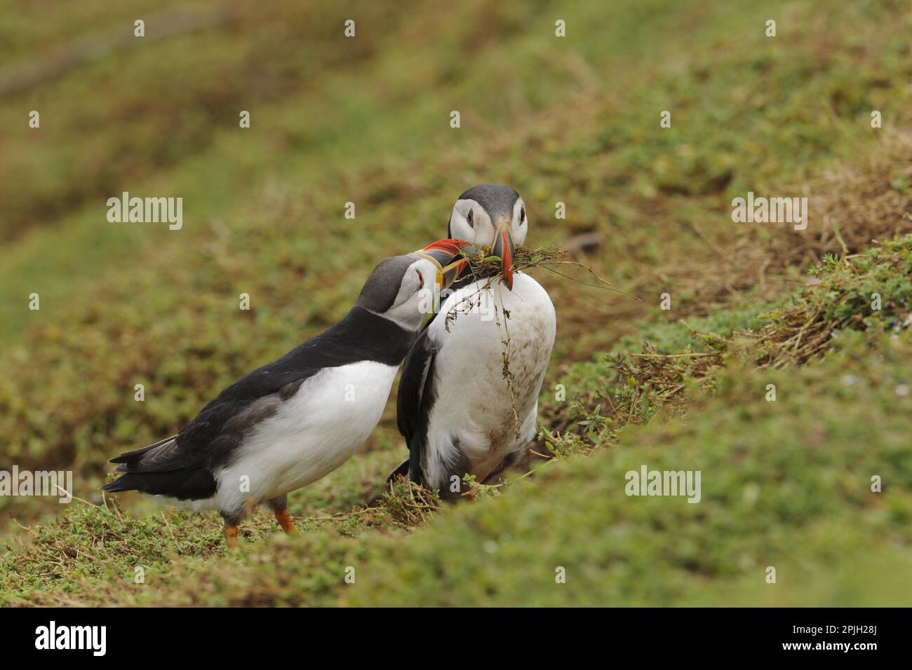 Puffin (Fratercula arctica), adult pair, breeding plumage, with nesting ...